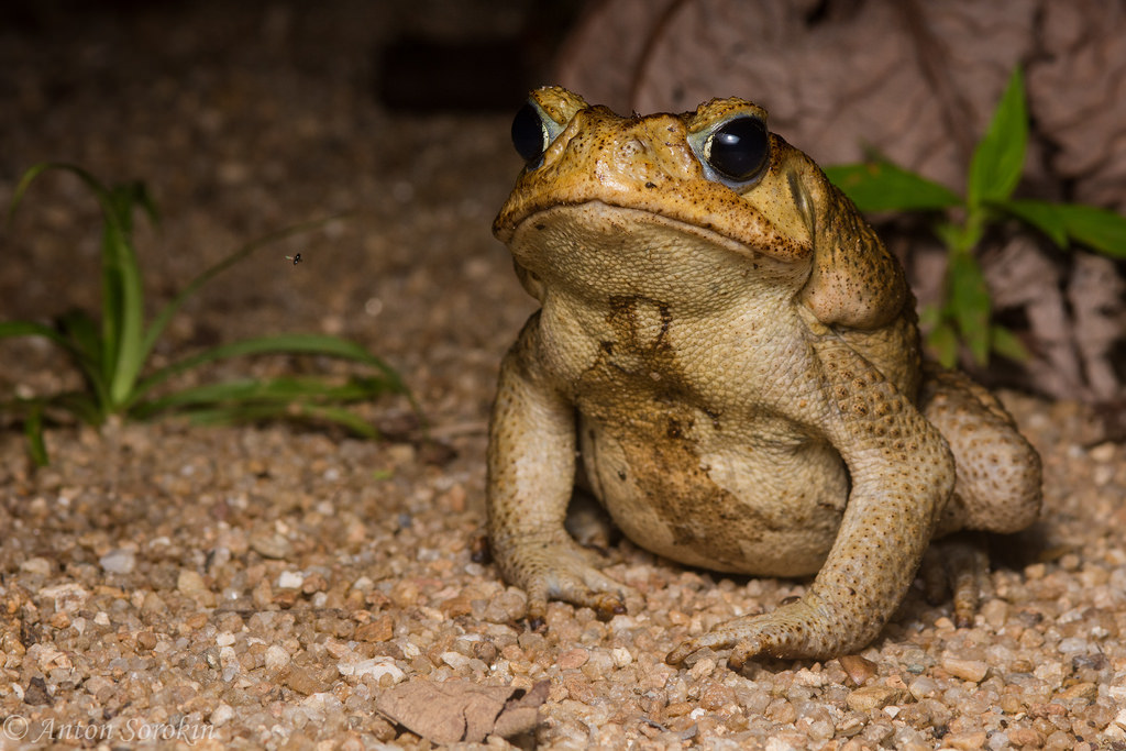 taciturn – Tao Talk