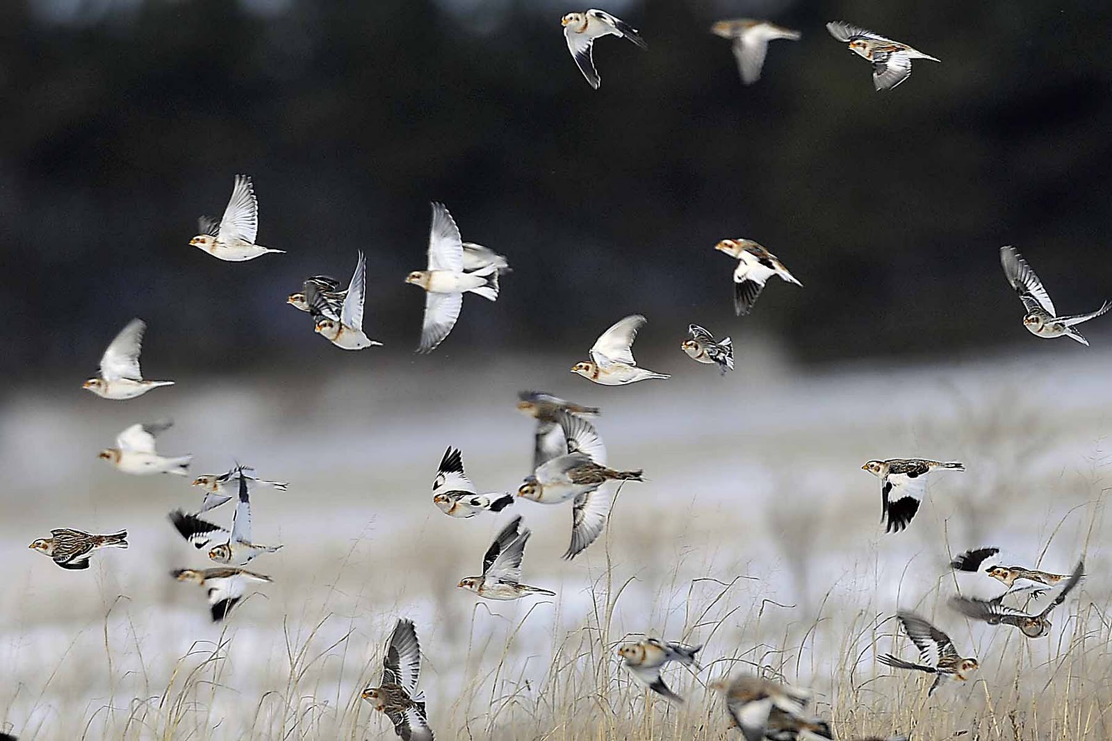 Tanka Tuesday 332 — Larks Rise – Tao-Talk