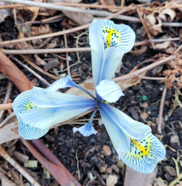 The Oracle Speaks — season’s wax – Tao-Talk