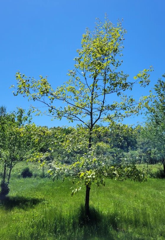 A2Z 2025 — Day 15 — Oak and Opossum – Tao Talk