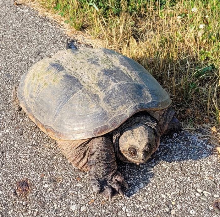 “lions and tigers [, turtles,] and bears” – Tao Talk