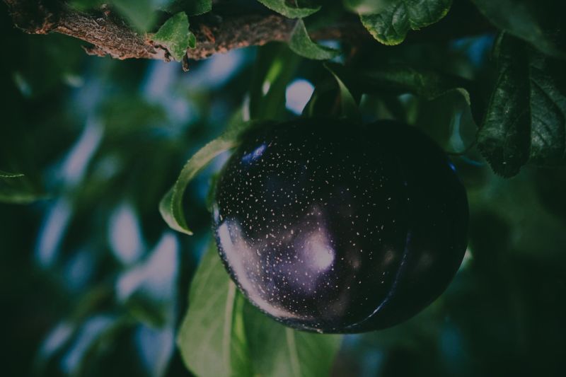 dVerse — Q218 — stealing plums – Tao Talk